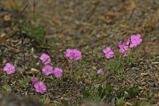 Pfingstblumen-Bilder: Stock-Fotos & -Videos. | Adobe Stock