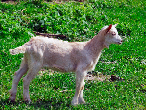 Biquette Imagens – Procure 514 fotos, vetores e vídeos | Adobe Stock