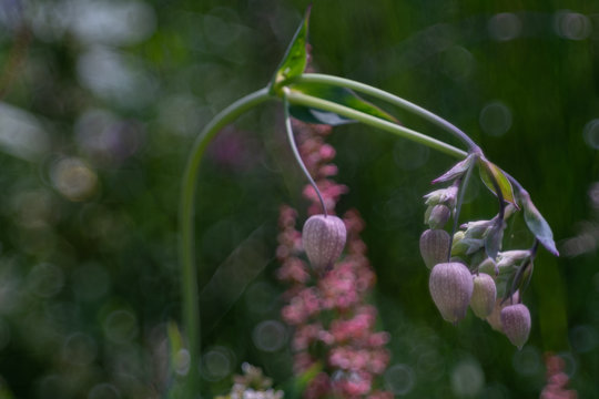 Lilla Bilder – Durchsuchen 5,489 Archivfotos, Vektorgrafiken und Videos ...