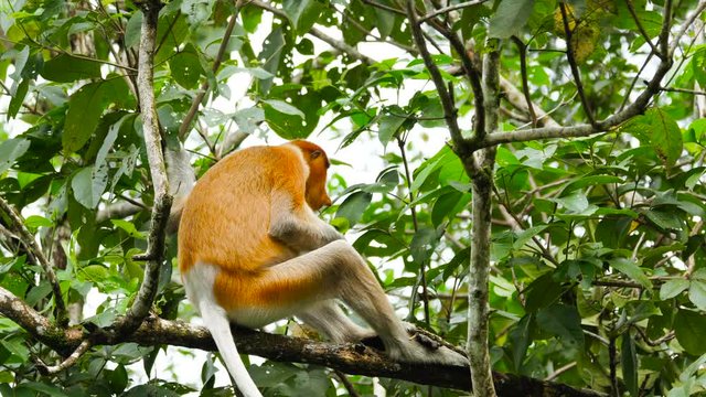 Proboscis Images – Parcourir 1,647,738 le catalogue de photos, vecteurs ...