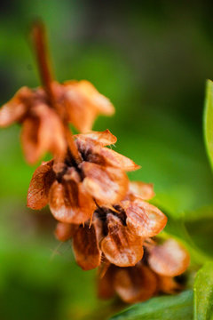 Basilium Images – Browse 39 Stock Photos, Vectors, and Video | Adobe Stock