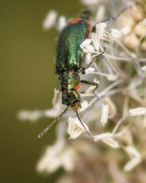 รูปภาพMalachius – เลือกดูภาพถ่ายสต็อก เวกเตอร์ และวิดีโอ116 | Adobe Stock
