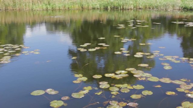 Imágenes de Dreverna: descubre bancos de fotos, ilustraciones, vectores ...