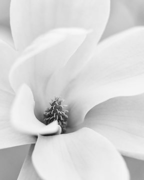 Pseudanthium Images – Browse 655,910 Stock Photos, Vectors, and Video ...