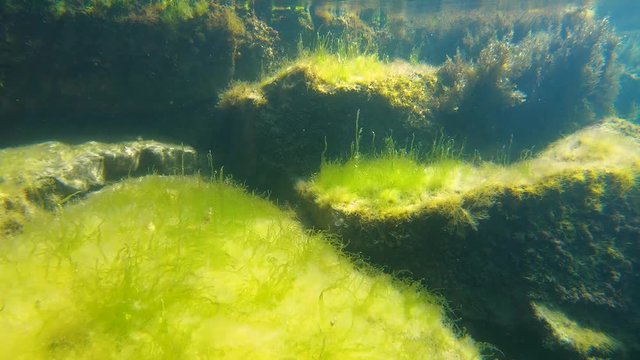 Chrysophyceae Images – Browse 195 Stock Photos, Vectors, and Video ...