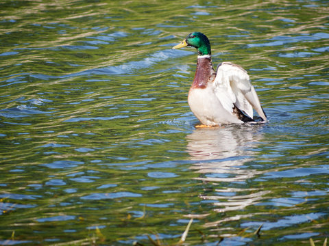Natatorial Bilder – Durchsuchen 1,682 Archivfotos, Vektorgrafiken und ...