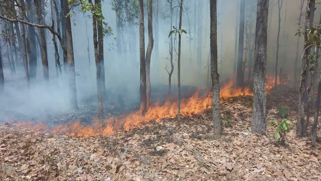 "Surface Fire" Images – Browse 500 Stock Photos, Vectors, and Video ...