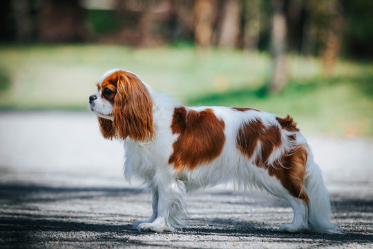 Kavalier Billeder – Gennemse 680 stockfotos, vektorer og videoer ...