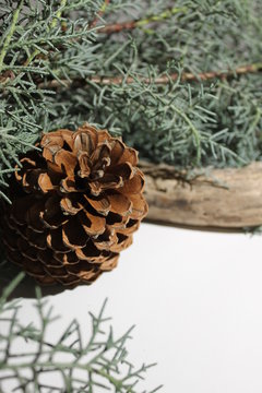 รูปภาพPigne – เลือกดูภาพถ่ายสต็อก เวกเตอร์ และวิดีโอ4,955 | Adobe Stock