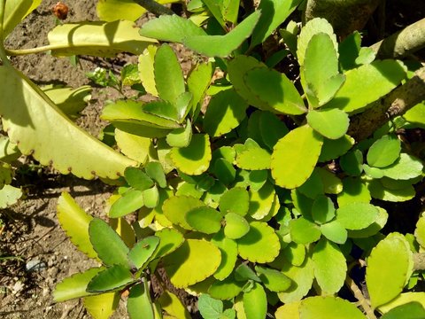 Patharkuchi Images – Browse 70 Stock Photos, Vectors, and Video | Adobe ...