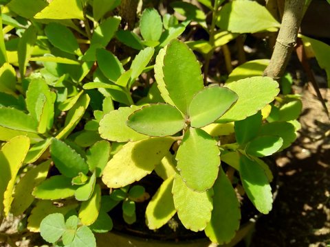 Patharkuchi Images – Browse 88 Stock Photos, Vectors, and Video | Adobe ...