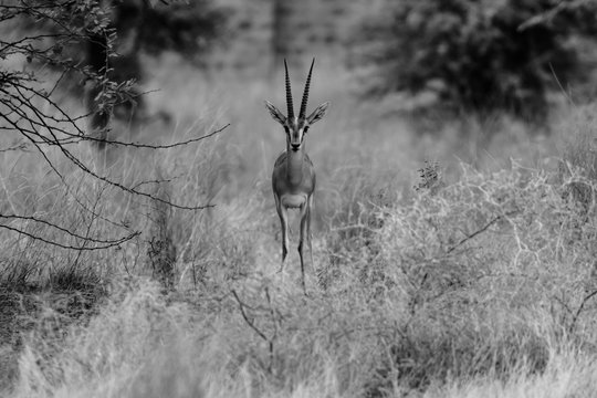 Chinkara Bilder – Durchsuchen 256 Archivfotos, Vektorgrafiken und ...