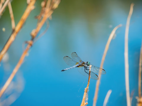 รูปภาพDasher – เลือกดูภาพถ่ายสต็อก เวกเตอร์ และวิดีโอ2,199 | Adobe Stock