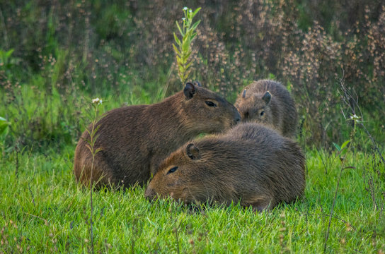 รูปภาพCapibara – เลือกดูภาพถ่ายสต็อก เวกเตอร์ และวิดีโอ13,278 | Adobe Stock