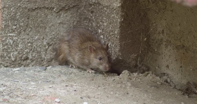 "Sewer Rat" Images – Browse 9,142 Stock Photos, Vectors, and Video ...