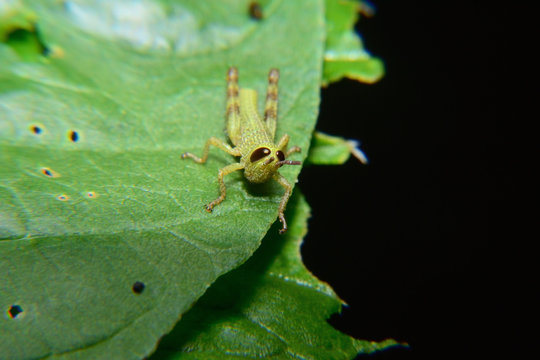 "Hopping Bug"-Bilder: Stock-Fotos & -Videos. | Adobe Stock