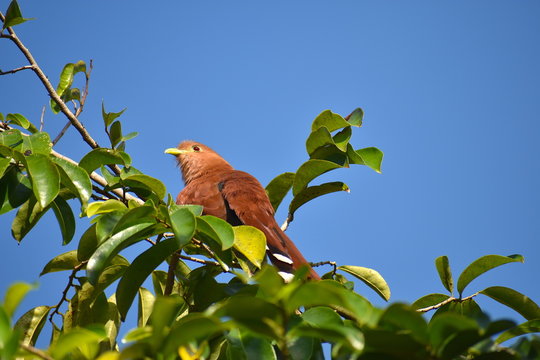 Cucu bilder – Bläddra bland 135 stockfoton, vektorer och videor | Adobe ...