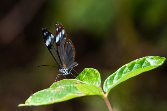 รูปภาพGlasswing – เลือกดูภาพถ่ายสต็อก เวกเตอร์ และวิดีโอ1,021 | Adobe Stock
