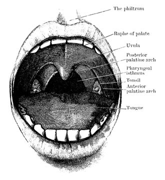 Gaumenmandeln Bilder – Durchsuchen 329 Archivfotos, Vektorgrafiken und ...