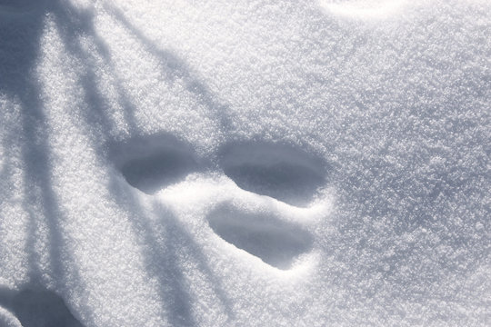 Moose Footprints In Snow