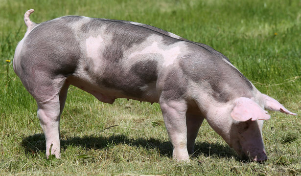"Pig Eyes" Billeder – Gennemse 138 stockfotos, vektorer og videoer ...