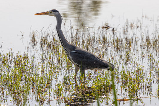 Reiger Images – Parcourir 967 le catalogue de photos, vecteurs et ...