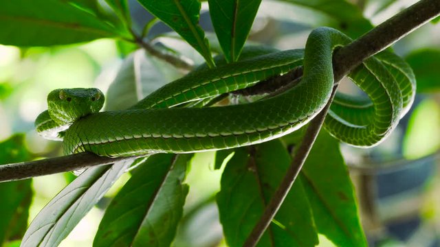 Green Tree Viper
