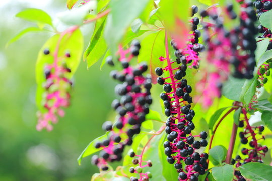 Scoke Bilder – Durchsuchen 2,395 Archivfotos, Vektorgrafiken und Videos ...