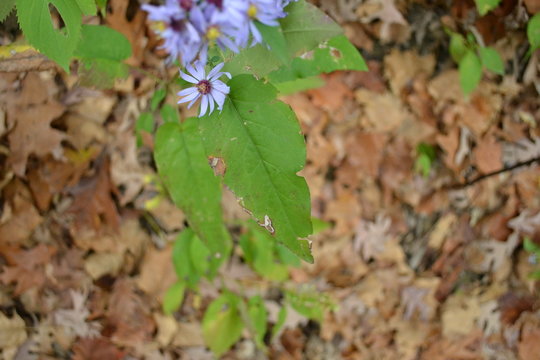 รูปภาพDainty – เลือกดูภาพถ่ายสต็อก เวกเตอร์ และวิดีโอ369,795 | Adobe Stock