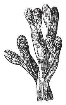 Imagens de Haptera – Explore Fotografias do Stock, Vetores e Vídeos de ...