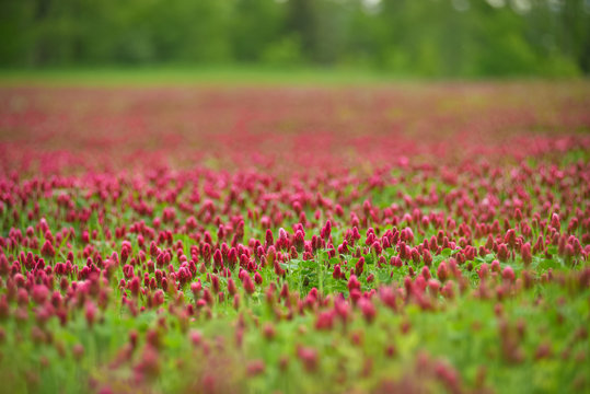 Red Clover Field