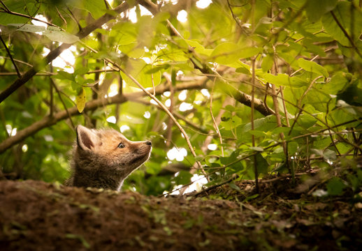 Renardeau bilder – Bläddra bland 321 stockfoton, vektorer och videor ...