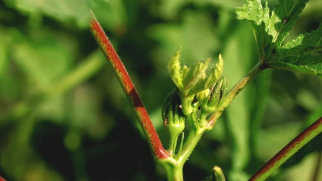 "Ladies Finger" Images – Browse 981 Stock Photos, Vectors, and Video ...