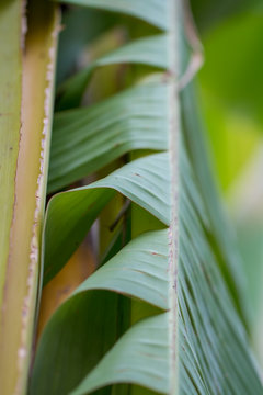 "Torn Leaf" Images – Browse 91 Stock Photos, Vectors, and Video | Adobe ...