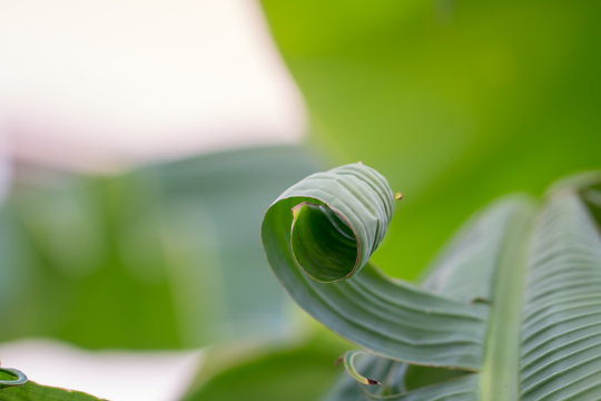 "Leaf Curling" Images – Browse 46 Stock Photos, Vectors, and Video ...