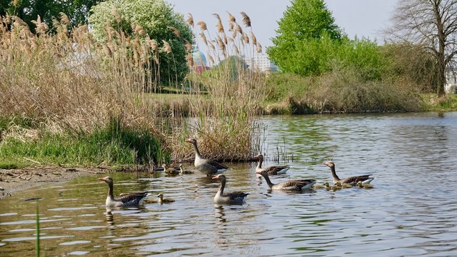 Schnattert Bilder – Durchsuchen 848 Archivfotos, Vektorgrafiken und Videos | Adobe Stock