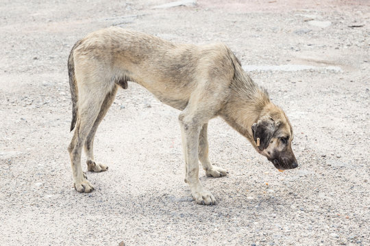 Imágenes de "Street Dog": descubre bancos de fotos, ilustraciones ...