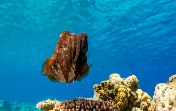 Coleoidea bilder – Bläddra bland 556 stockfoton, vektorer och videor ...