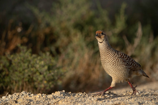 รูปภาพPerdicinae – เลือกดูภาพถ่ายสต็อก เวกเตอร์ และวิดีโอ271 | Adobe Stock