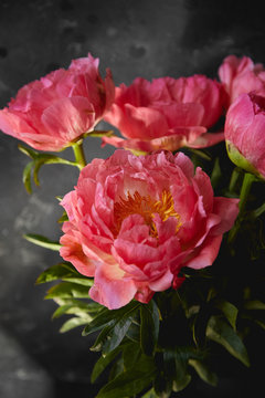 Pion Bilder – Durchsuchen 19,365 Archivfotos, Vektorgrafiken und Videos ...