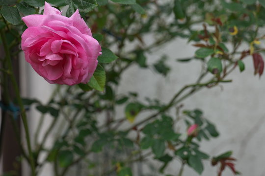 Bauernrose bilder – Bläddra bland 450 stockfoton, vektorer och videor ...