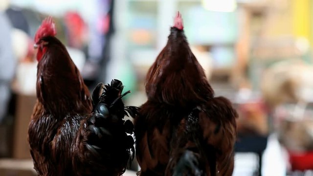 "Red Rooster" Images – Browse 4,413 Stock Photos, Vectors, and Video ...