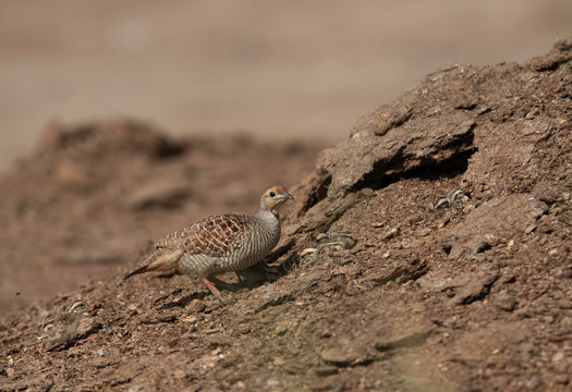 รูปภาพPerdicinae – เลือกดูภาพถ่ายสต็อก เวกเตอร์ และวิดีโอ271 | Adobe Stock