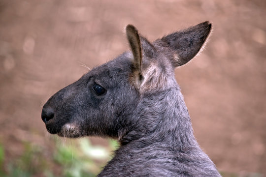 รูปภาพWallaroo – เลือกดูภาพถ่ายสต็อก เวกเตอร์ และวิดีโอ1,497 | Adobe Stock