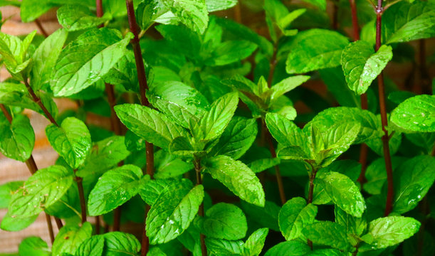 Minzen bilder – Bläddra bland 1,320 stockfoton, vektorer och videor ...