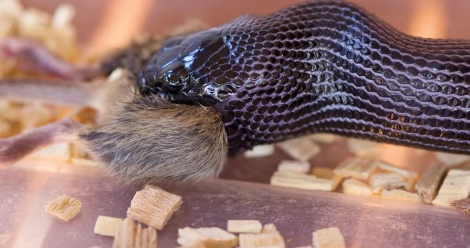 Mexican Black Kingsnake Teeth