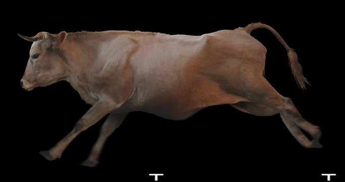 "Bull Running" Images – Browse 4,975 Stock Photos, Vectors, and Video ...