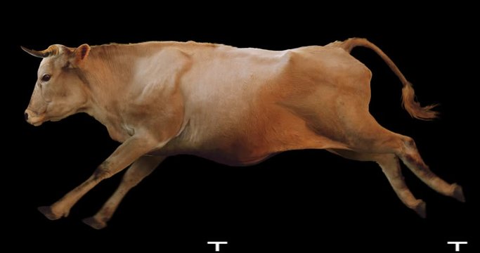 "Bull Running" Images – Browse 3,300 Stock Photos, Vectors, and Video ...