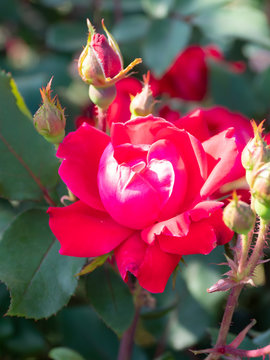 ノックアウト Images – Browse 289 Stock Photos, Vectors, and Video | Adobe Stock