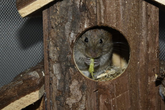Imágenes de Rongeur: descubre bancos de fotos, ilustraciones, vectores ...
